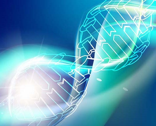 Supplements for Fast COMT Genetic Variant – Natural Athlete Nutrition